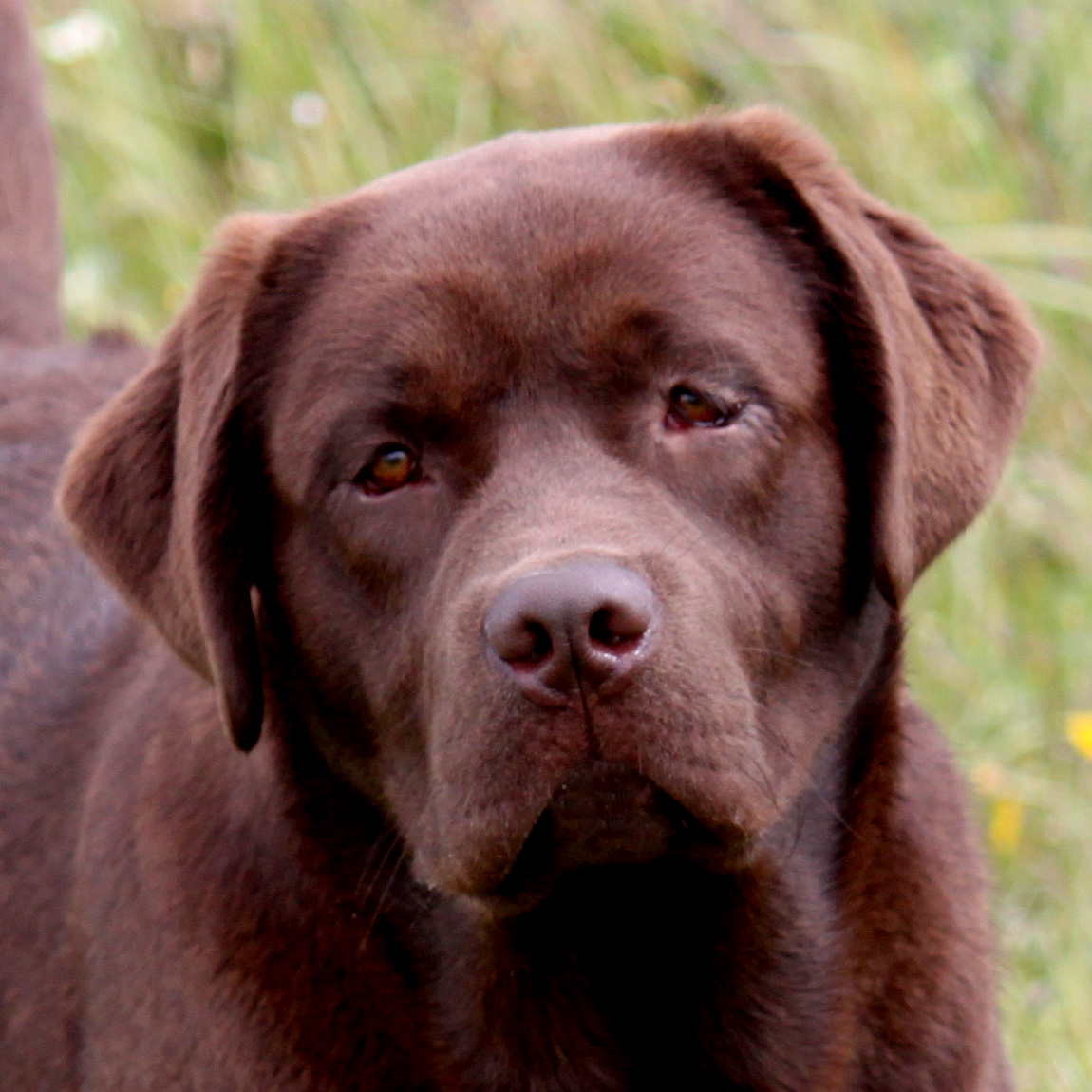 Labradores de la Salmantina (Criadero labrador retriever chocolate)