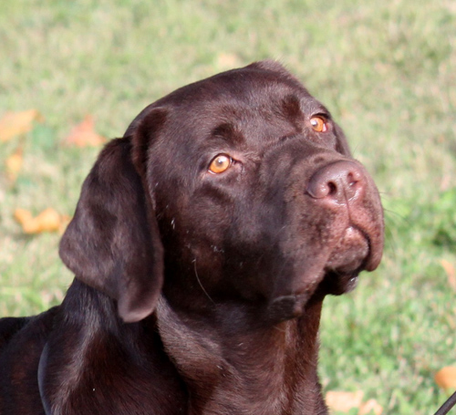 Labradores de la Salmantina - Criadero - Cachorros