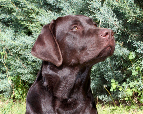Labradores de la Salmantina - Criadero - Cachorros