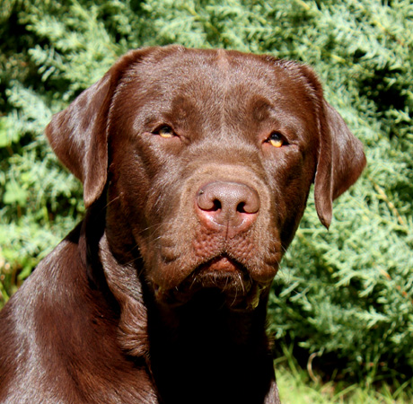 Labradores de la Salmantina - Criadero - Cachorros